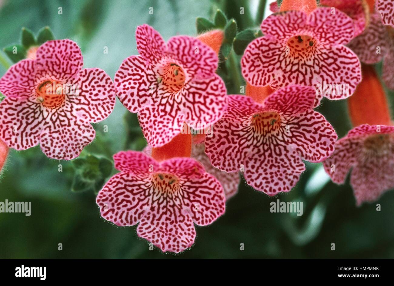 Kohleria (Kohleria amabilis), Gesneriaceae Stock Photo - Alamy