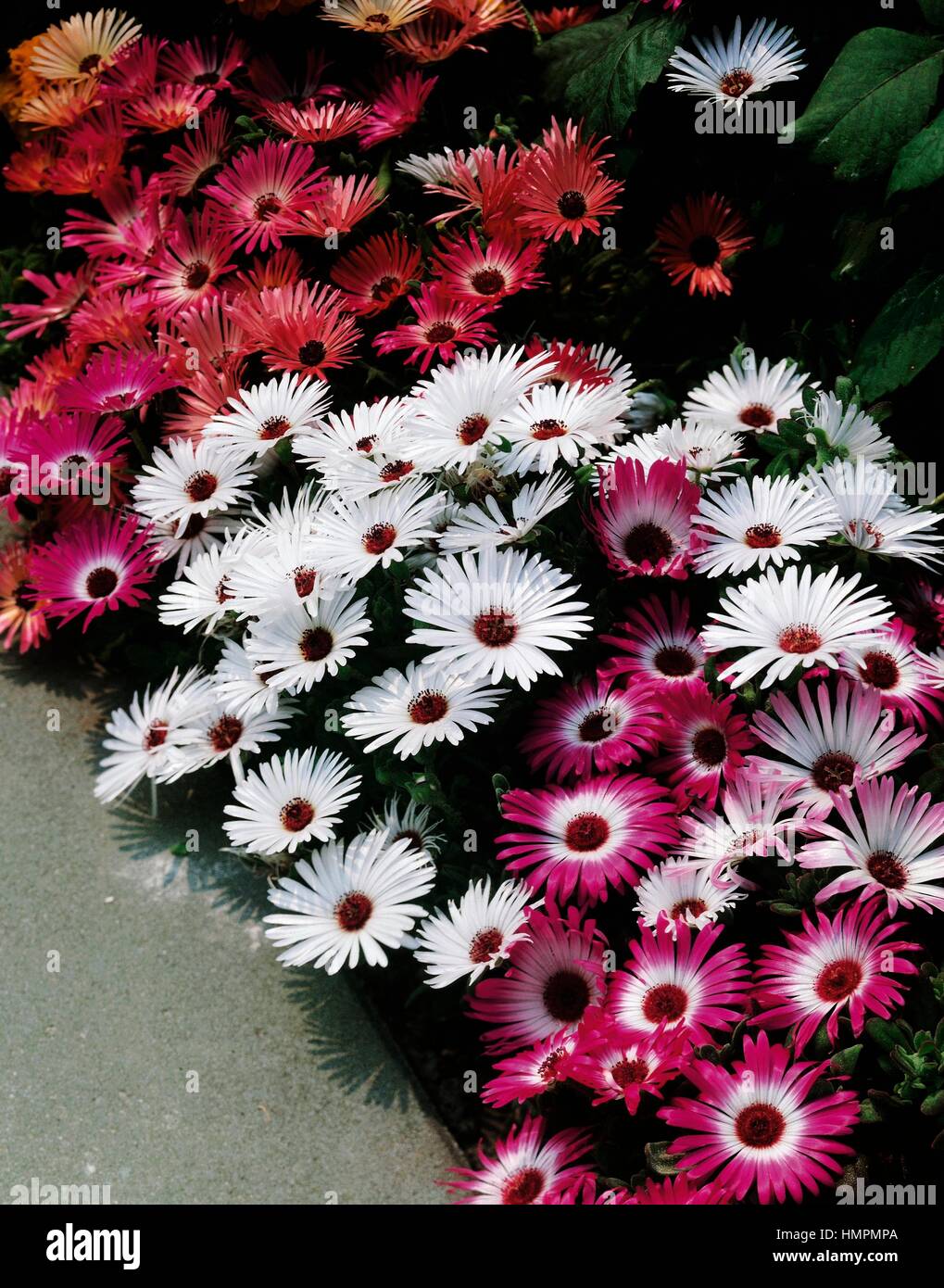 White Daisy Livingstone Daisy Flower High Resolution Stock Photography ...