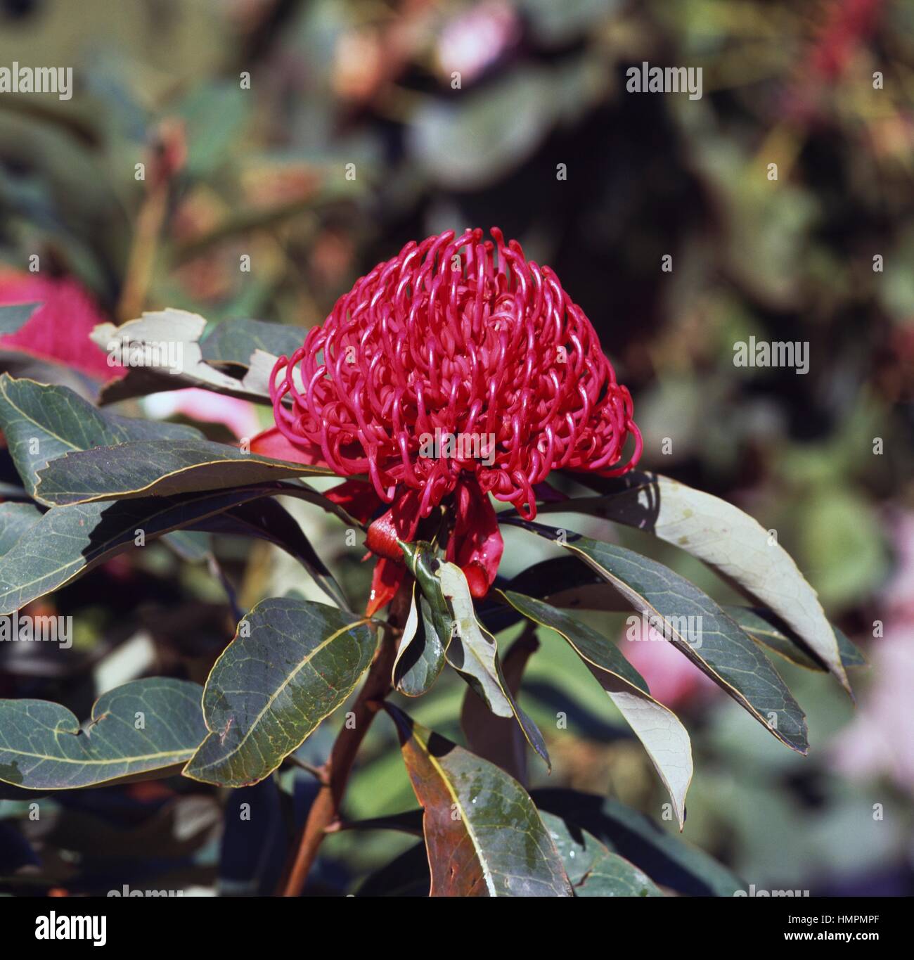Detail of Waratah flower (Telopea speciosissima Shady Lady), Proteaceae ...