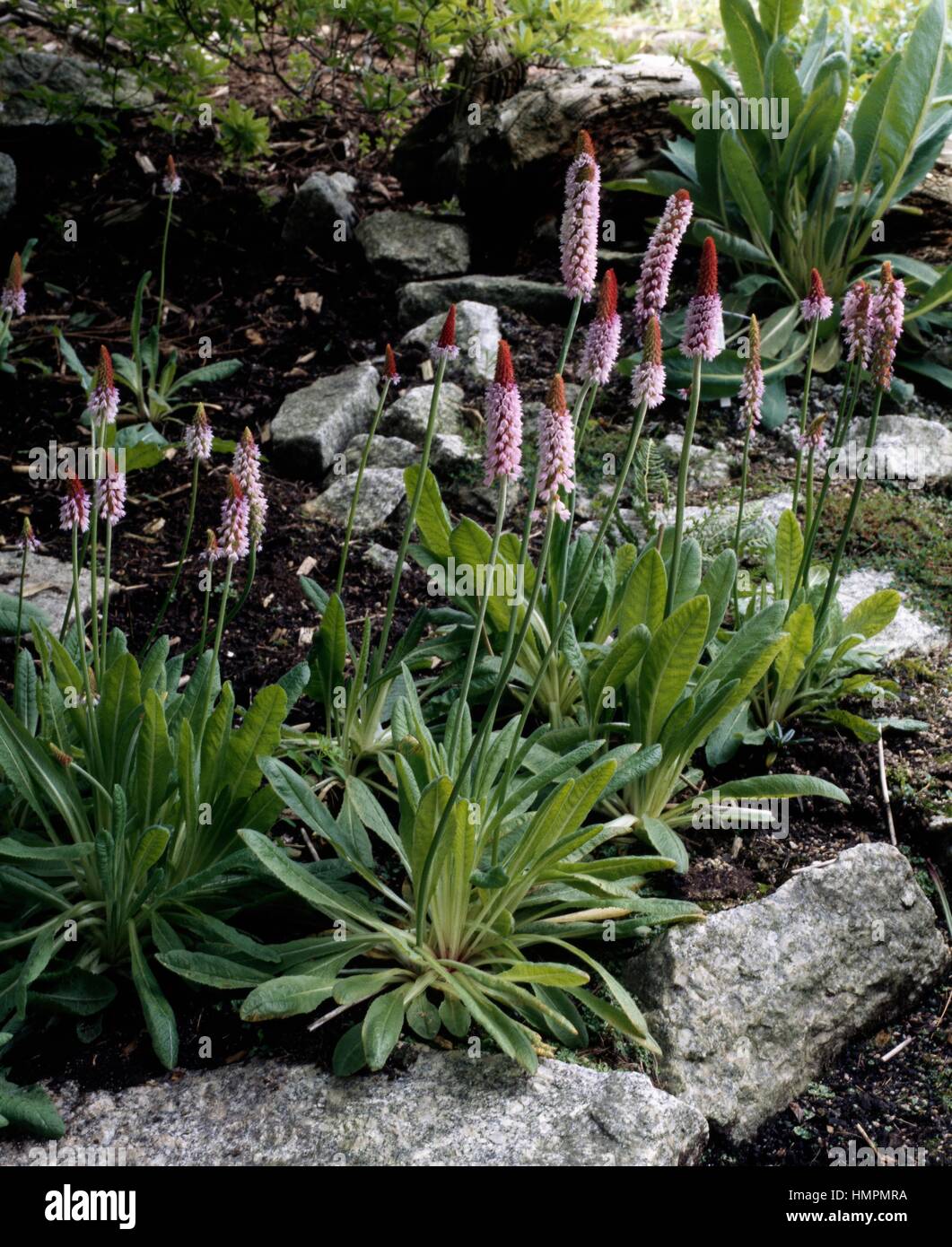 Orchid primrose (Primula vialii Franchet), Primulaceae Stock Photo - Alamy
