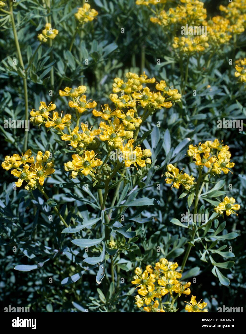 Rue, Common rue or Herb-of-grace (Ruta graveolens), Rutaceae Stock ...