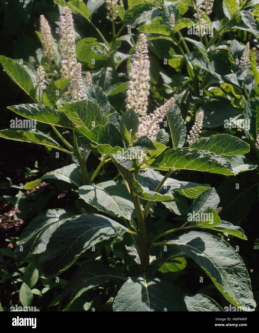 Pokebush, Pokeberry or Poke sallet (Phytolacca acinosa), Phytolaccaceae ...