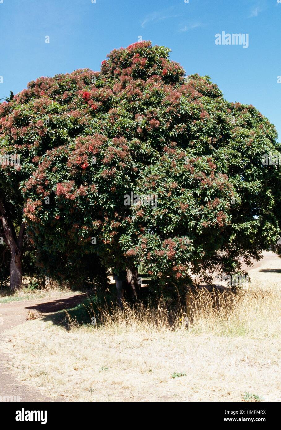 Red Flowering Gum (Corymbia ficifolia), Myrtaceae, Australia Stock ...