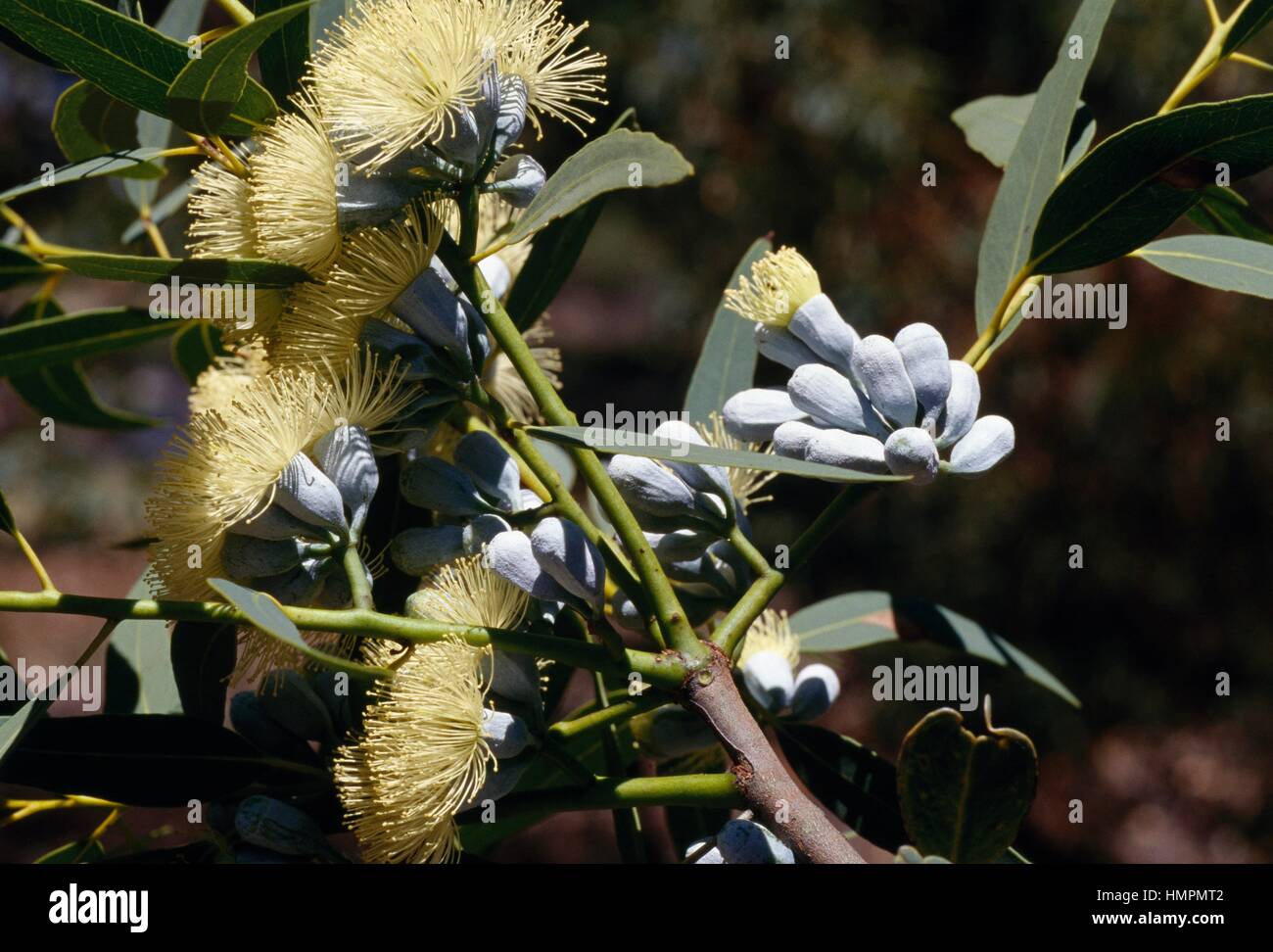 Shark Bay Mallee flowers (Eucalyptus roycei), Myrtaceae, Shark Bay ...