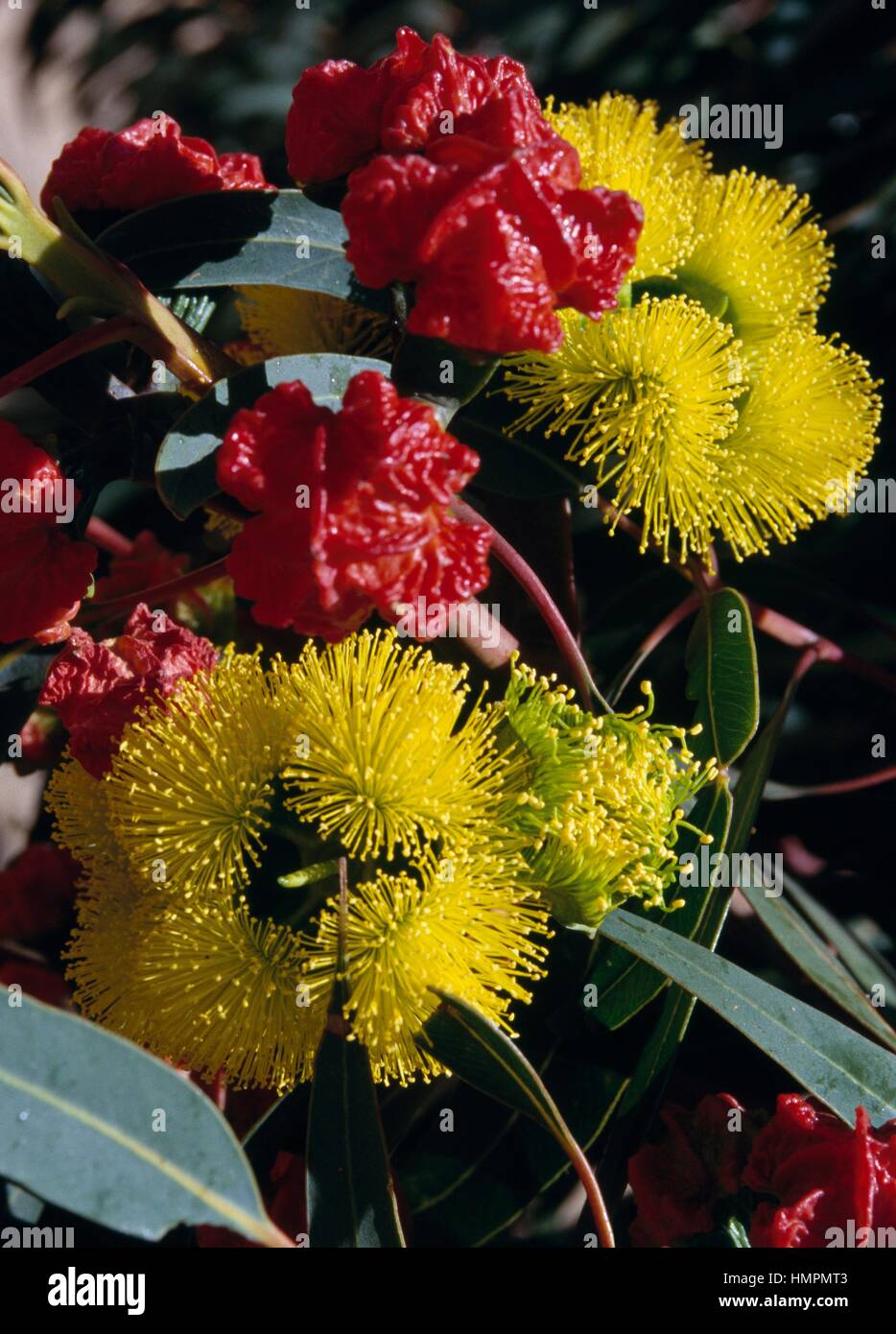 Fuchsia gum, Forrest's mallee or Forrest's marlock (Eucalyptus ...