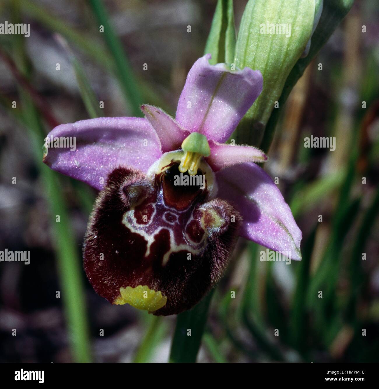Late Spider-orchid (Ophrys fuciflora or Ophrys holosericea ...