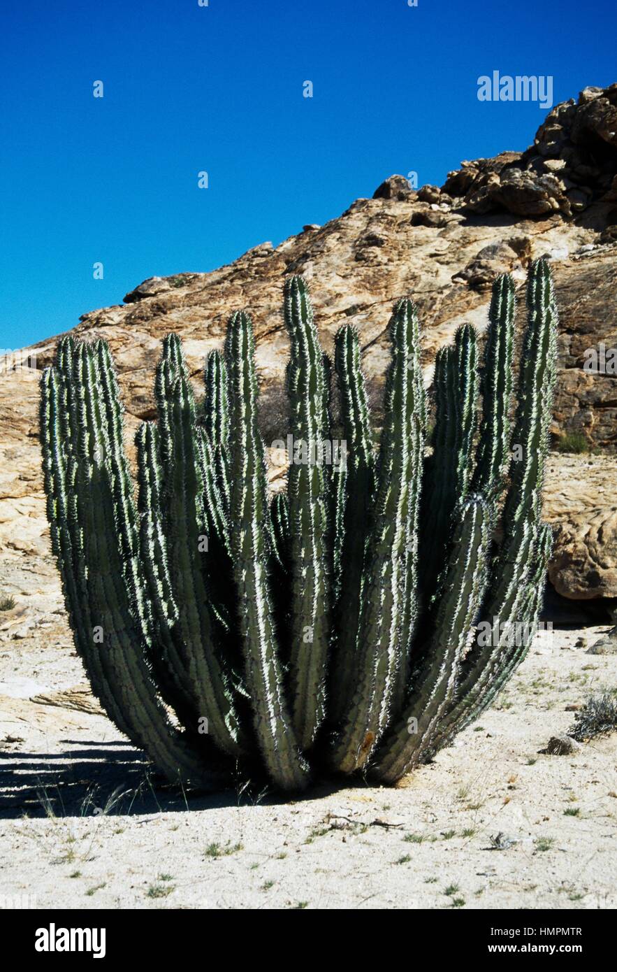 Euphorbia cactus namibia hi-res stock photography and images - Alamy