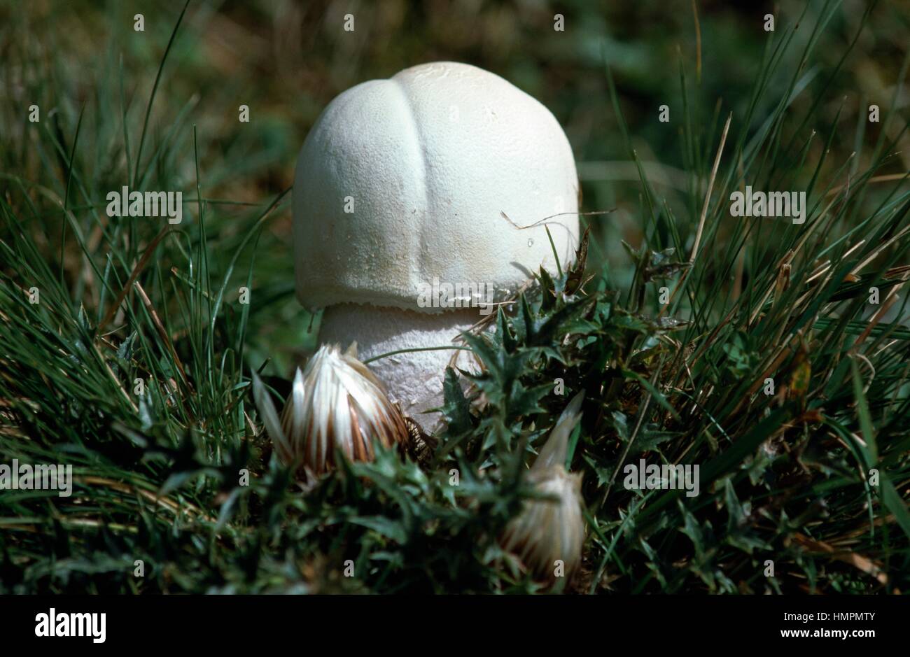 Botany, agaricus hi-res stock photography and images - Alamy