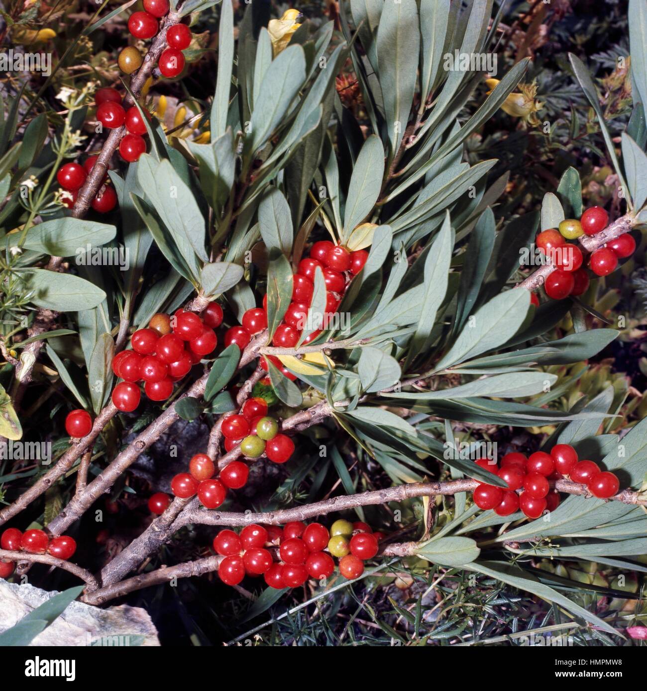 Mezereon fruit-bearing branches (Daphne mezereum), Thymelaeaceae Stock ...