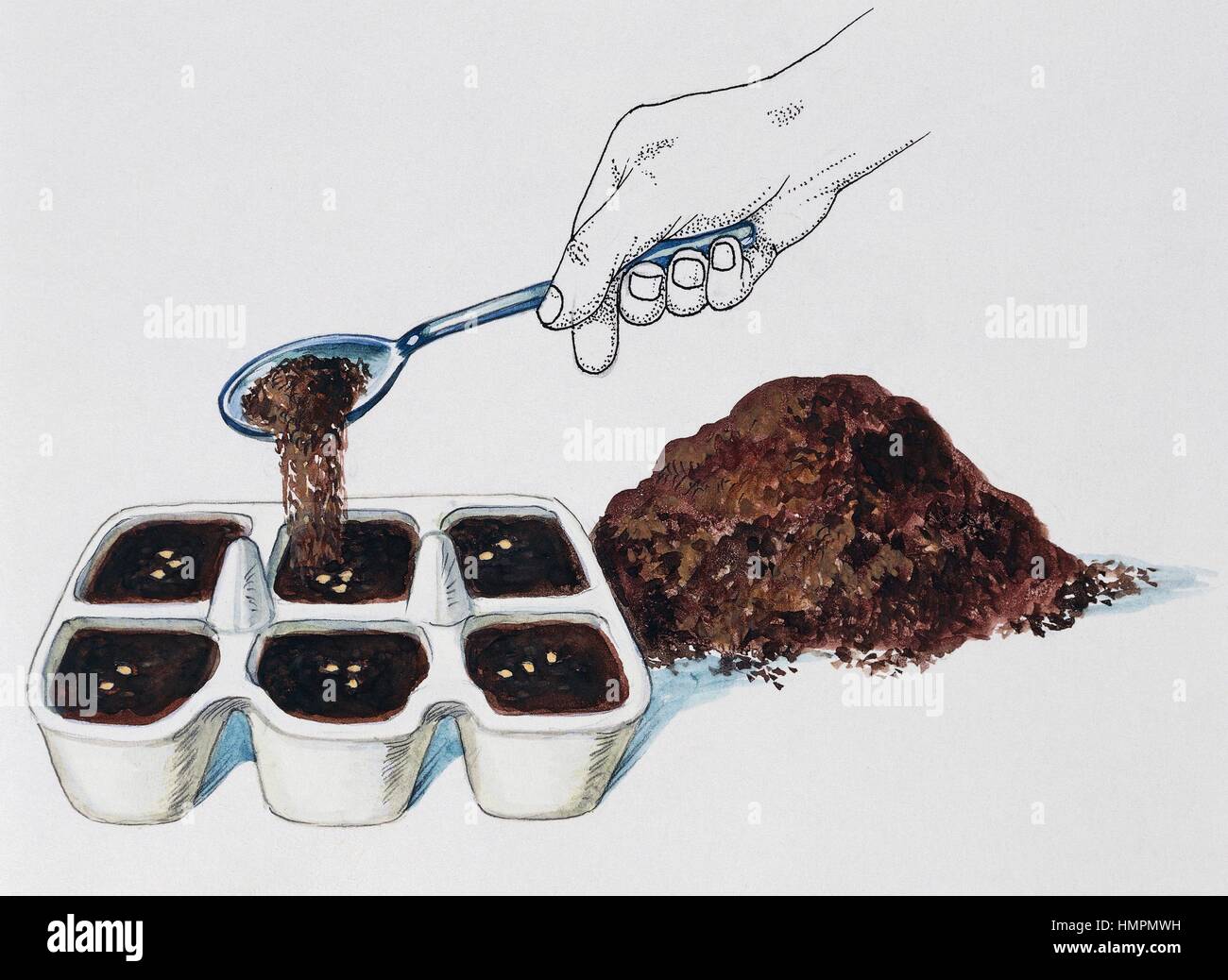 Sowing in a seedbed, drawing Stock Photo - Alamy