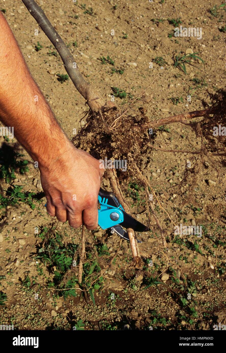 Pruning of the roots before planting. Planting a tree step 3 Stock ...