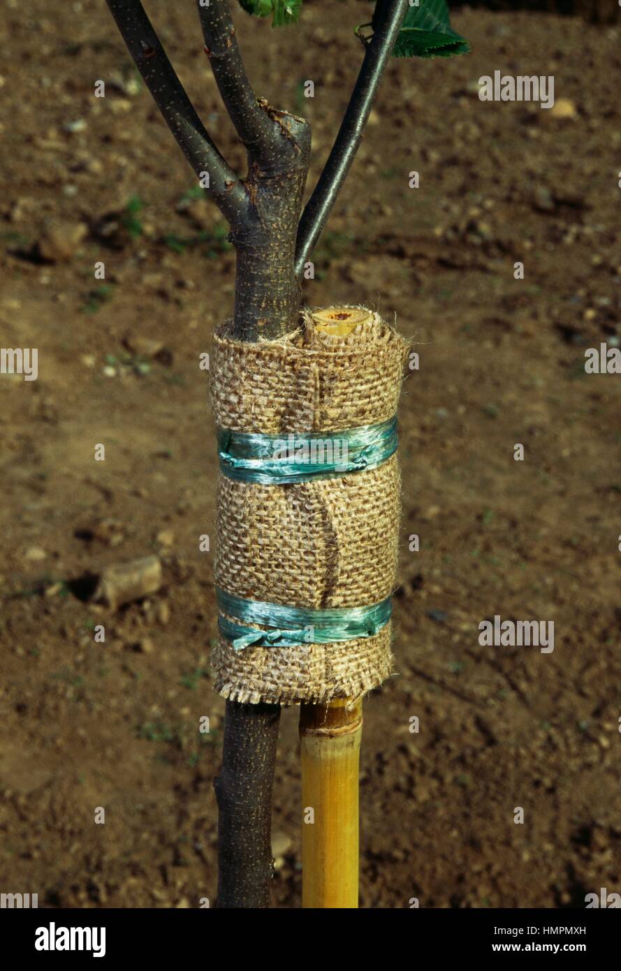 Fixing the trunk to support. Planting a tree step 6 Stock Photo - Alamy