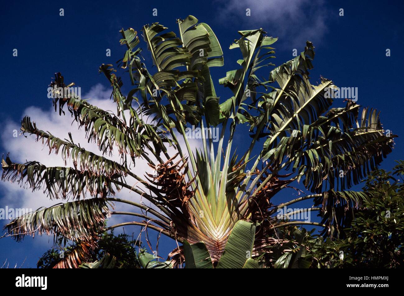 Traveller's Tree or Traveller's Palm (Ravenala madagascariensis ...