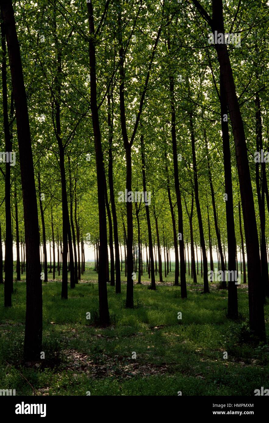 Poplar (Populus sp), Salicaceae. Lomellina, Lombardy. Italy Stock Photo ...