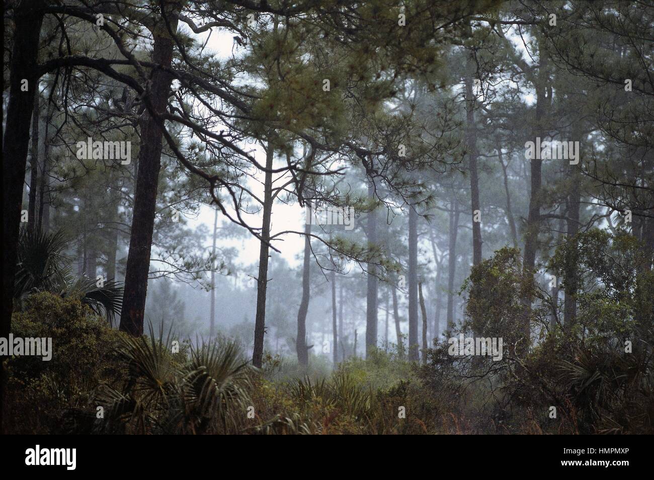 Pineland, Everglades National Park (Unesco World Heritage List, 1979 ...