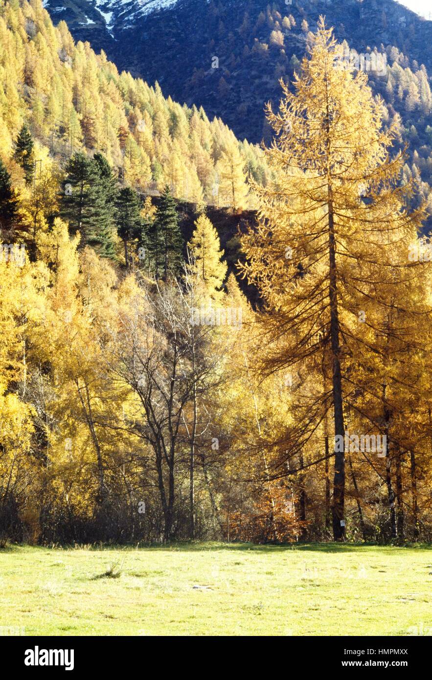 Autumn colors in European larch forest (Larix decidua), Pinaceae Stock ...