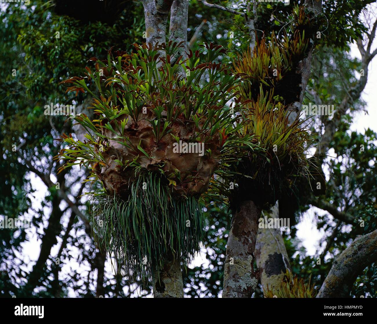 Epiphytes, Queensland, Australia Stock Photo - Alamy