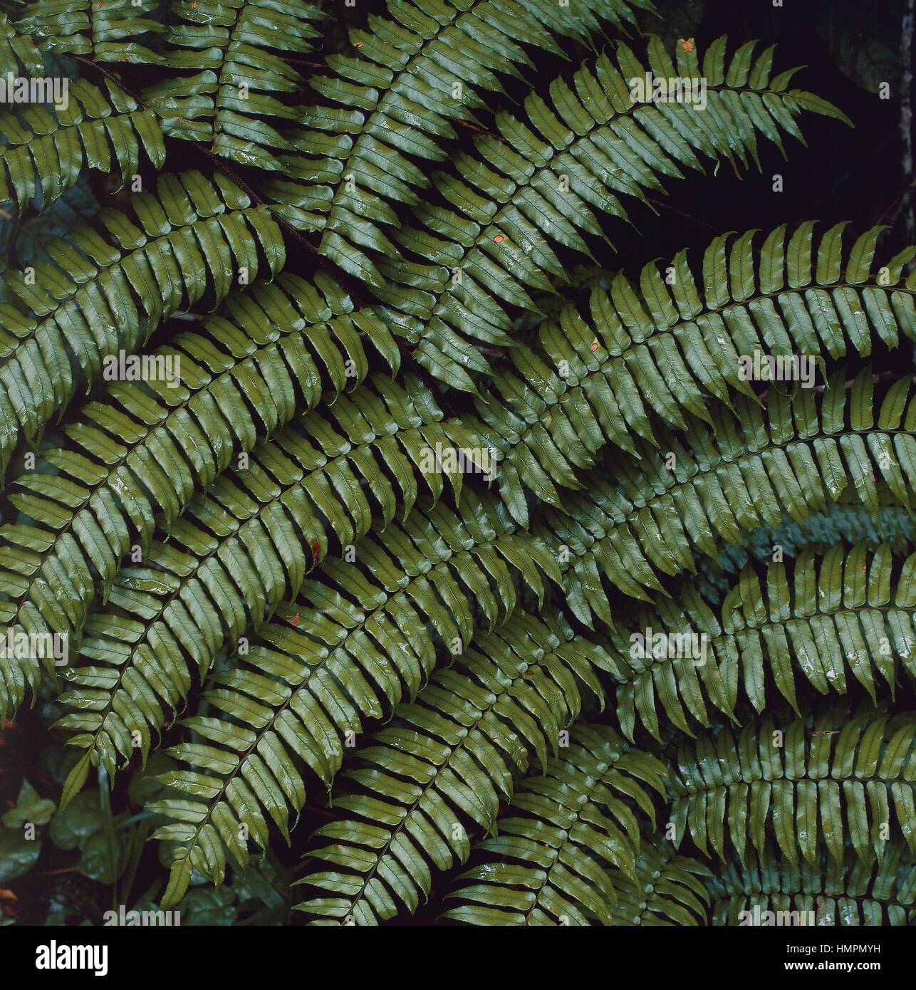 Fern, Queensland, Australia Stock Photo - Alamy