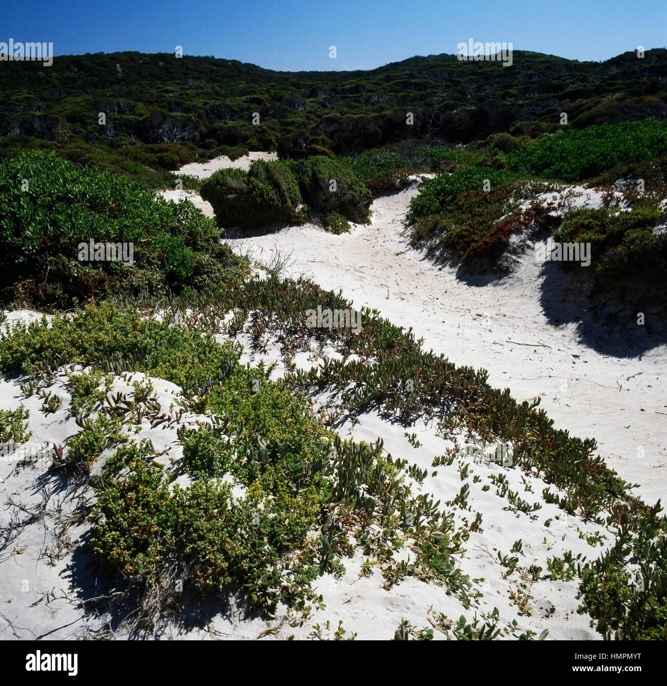 Coastal dune vegetation, Seal Bay, Kangaroo Island, South Australia ...
