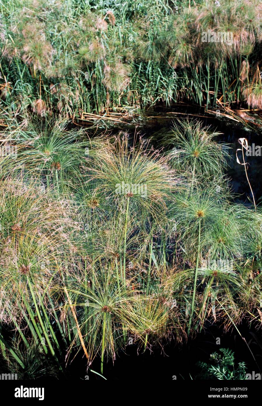 Papyrus (Cyperus papyrus), Cyperaceae Stock Photo - Alamy