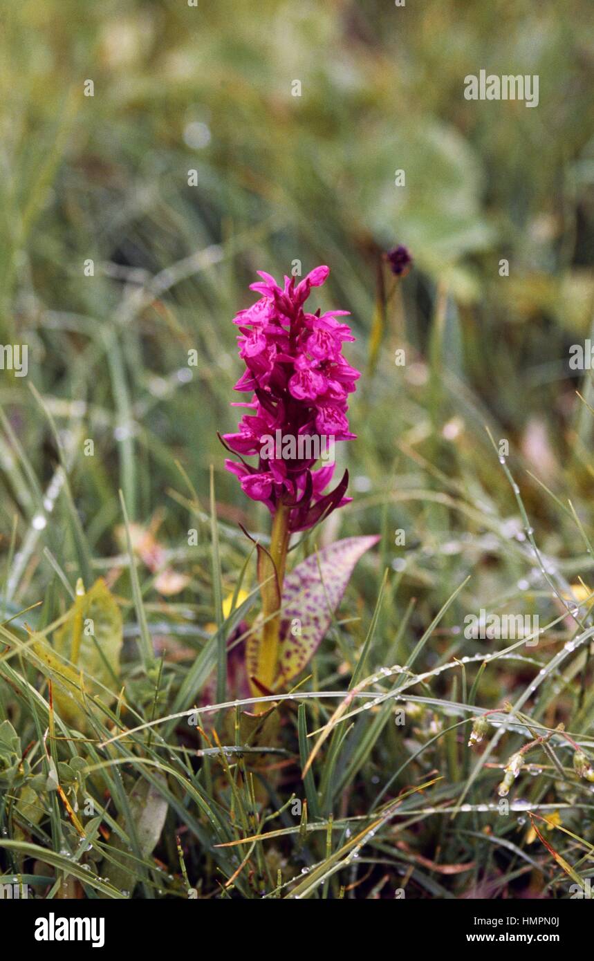 Broad-leaved Marsh Orchid (Dactylorhiza majalis), Orchidaceae, High Tauern National Park ...