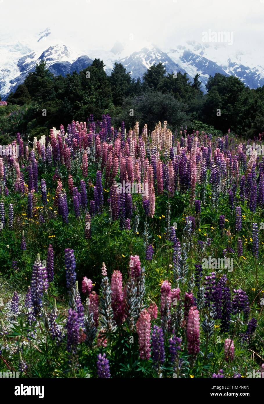Flowers of new zealand hi-res stock photography and images - Alamy