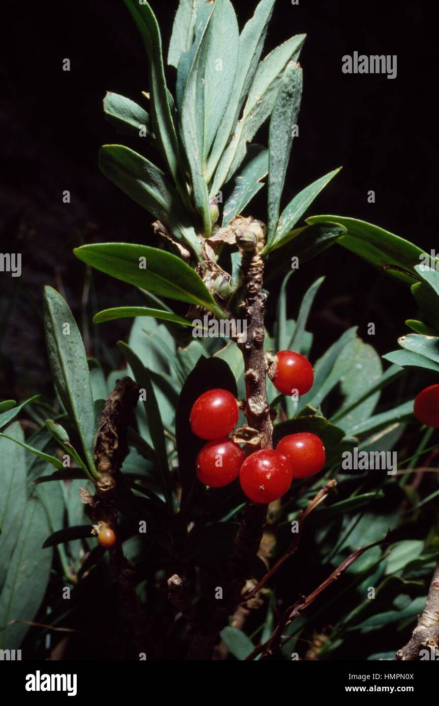 Mezereon (Daphne mezereum), Thymelaeaceae Stock Photo - Alamy