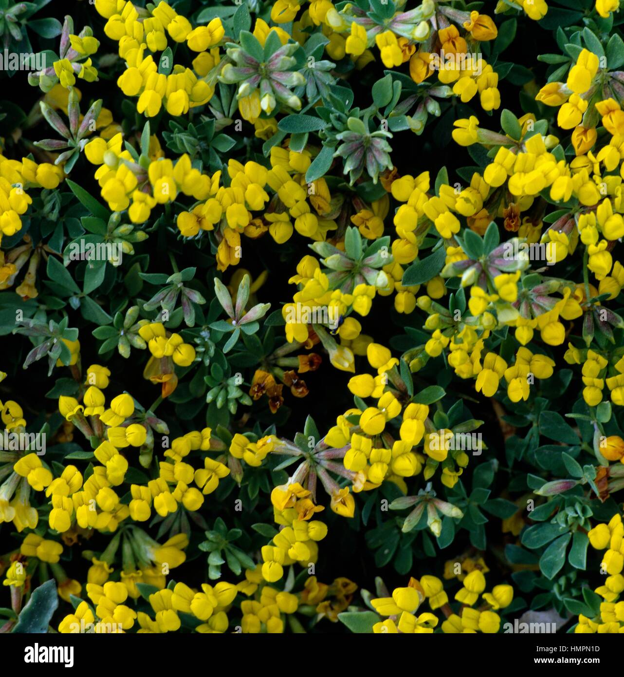 Grey Bird's Foot Trefoil (Lotus cytisoides), Fabaceae, Maddalena Island ...