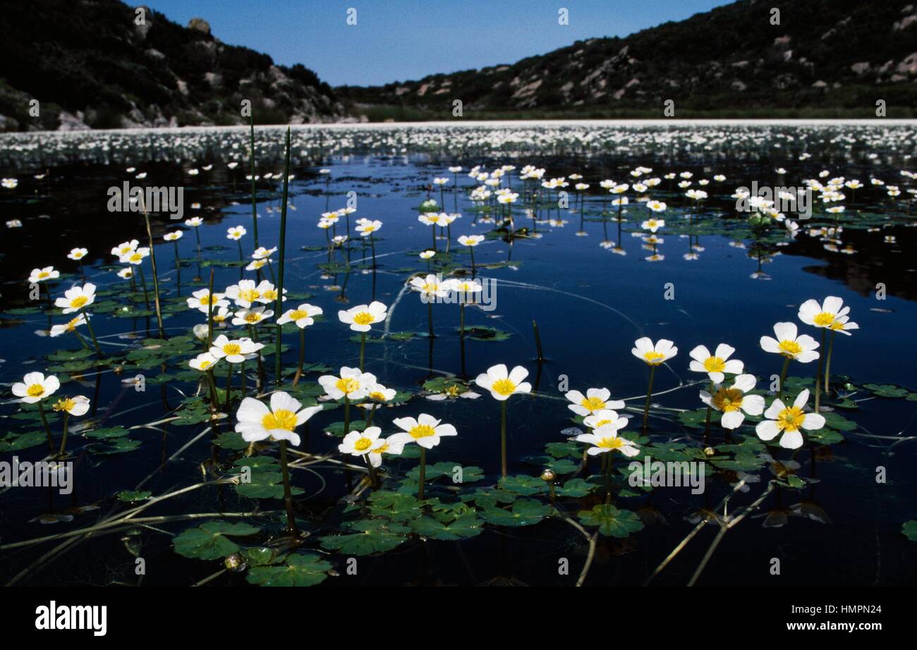 Whitewater crowfoot hi-res stock photography and images - Alamy