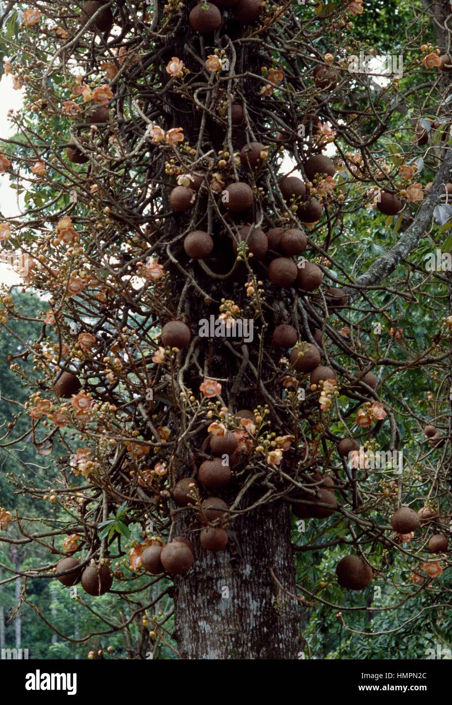 Cannonball Tree fruit (Couroupita guianensis), Lecitidaceae Stock Photo ...