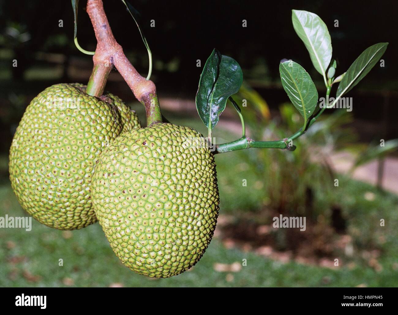 Jak or Jackfruit, fruit of the Artocarpus heterophyllus, Moraceae Stock ...