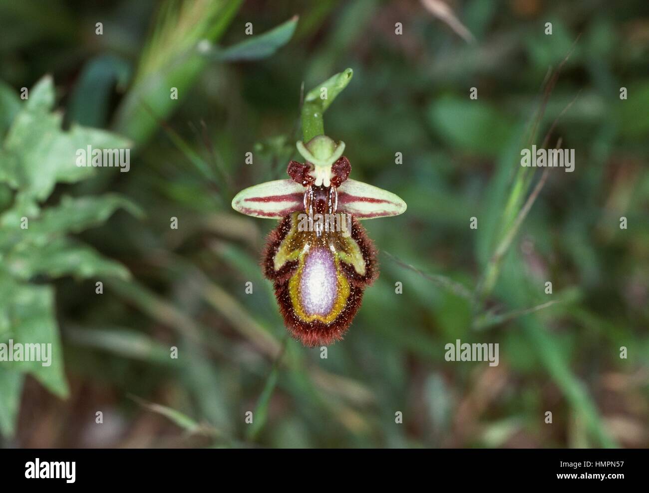 Ophris speculum hi-res stock photography and images - Alamy