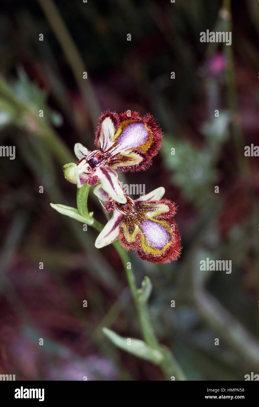 Mirror of Venus (Ophrys speculum or Ophris ciliata), Orchidaceae Stock ...