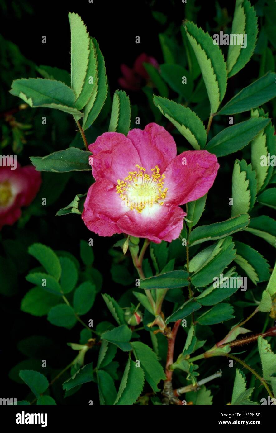 Alpine rose (rosa pendulina) hi-res stock photography and images - Alamy