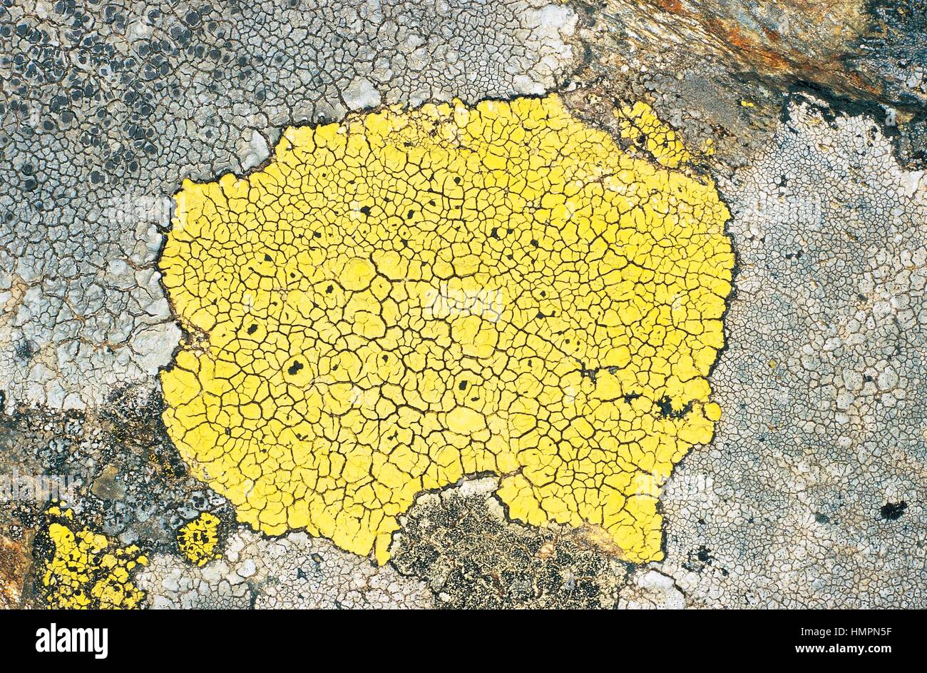 Yellow Map Lichen (Rhizocarpon geographicum), Rhizocarpaceae, on ...
