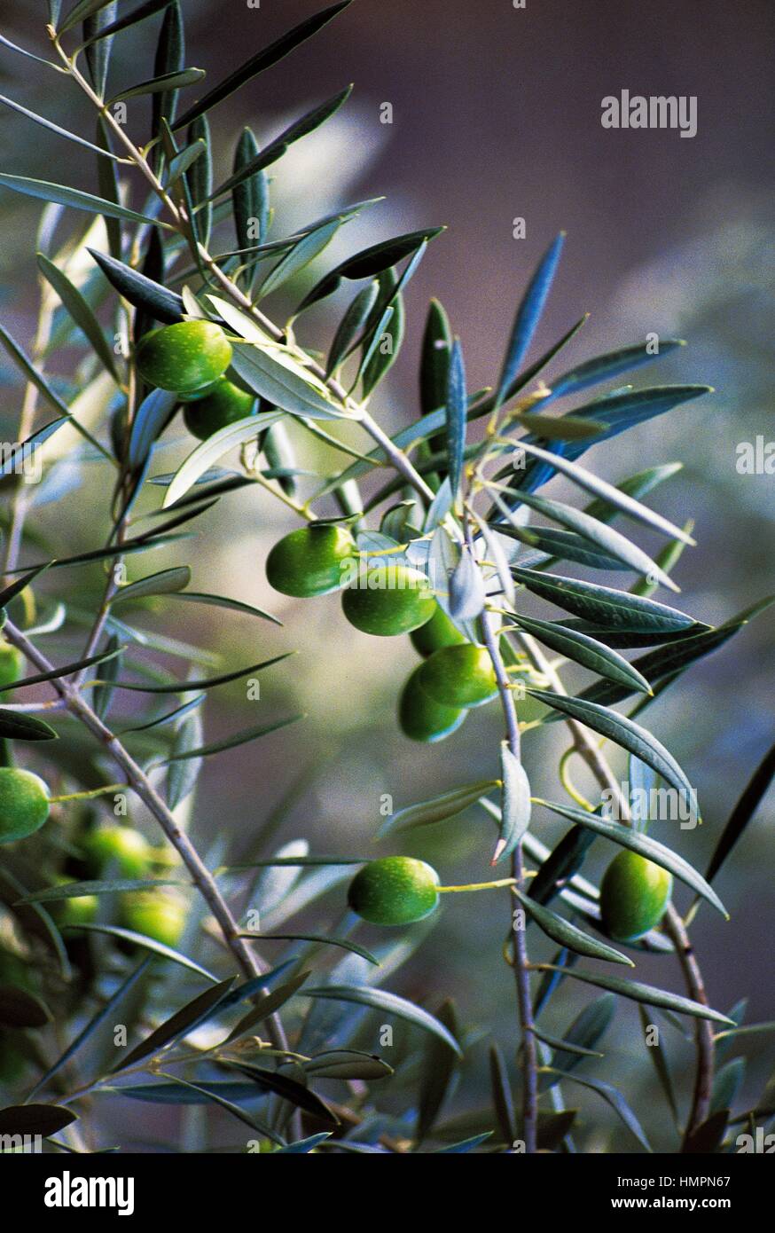 Olive branch (Olea europaea), Oleaceae, Spain Stock Photo - Alamy