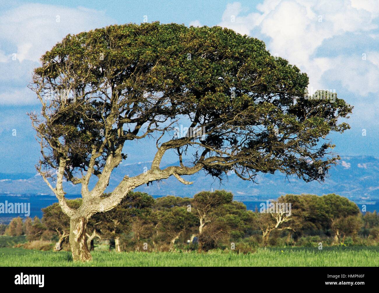 Cork Oak (Quercus suber), bent by the wind, Campidano, Sardinia, Italy ...