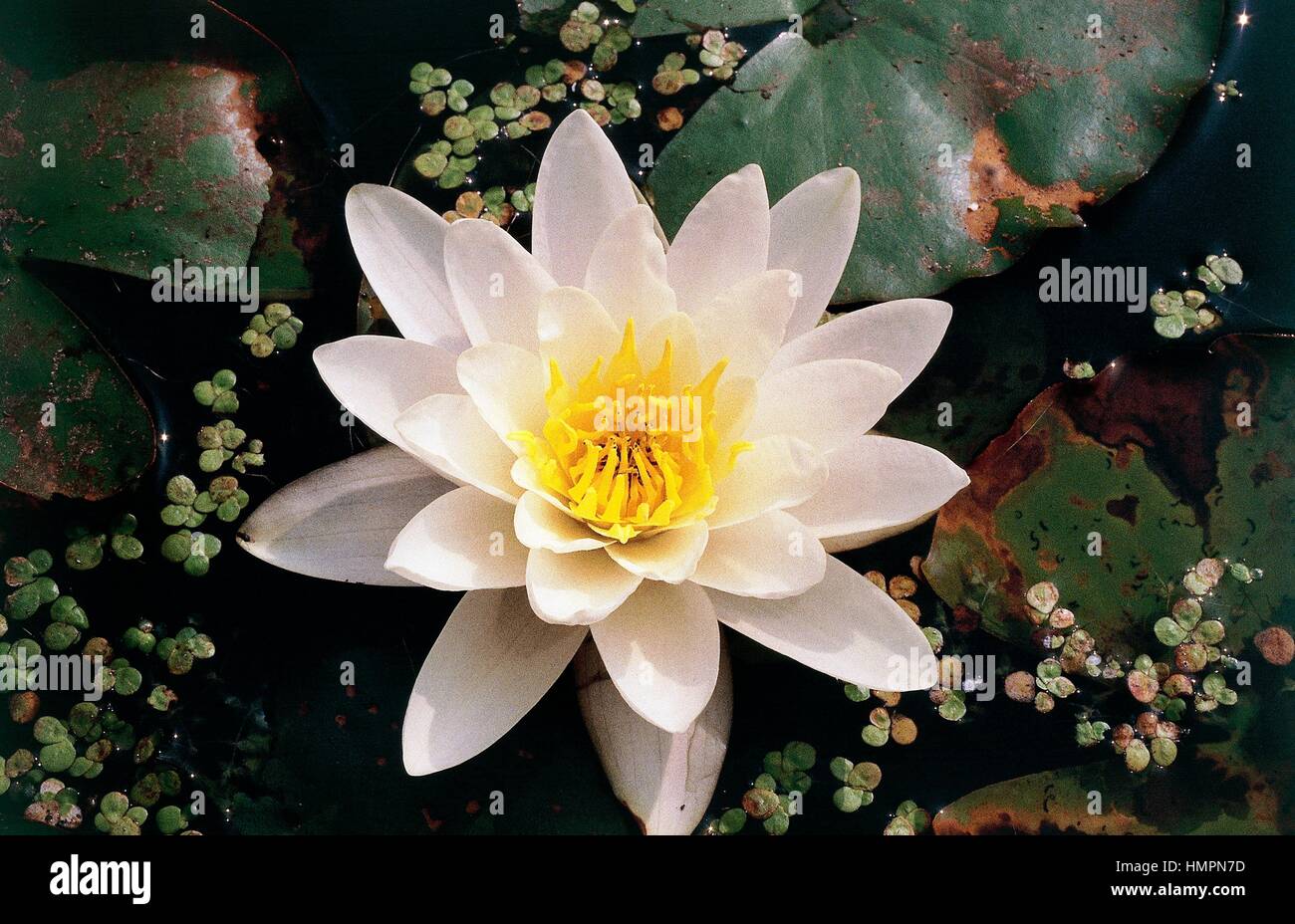 White Water-lily (Nymphaea alba), Nymphaeaceae Stock Photo - Alamy