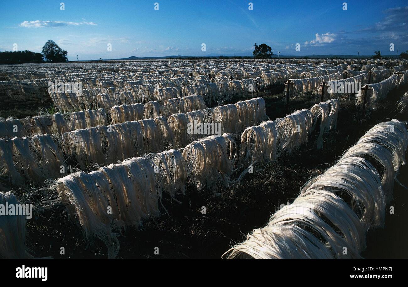 Processing of sisal fibre extracted from Sisalana leaves, Agavaceae ...