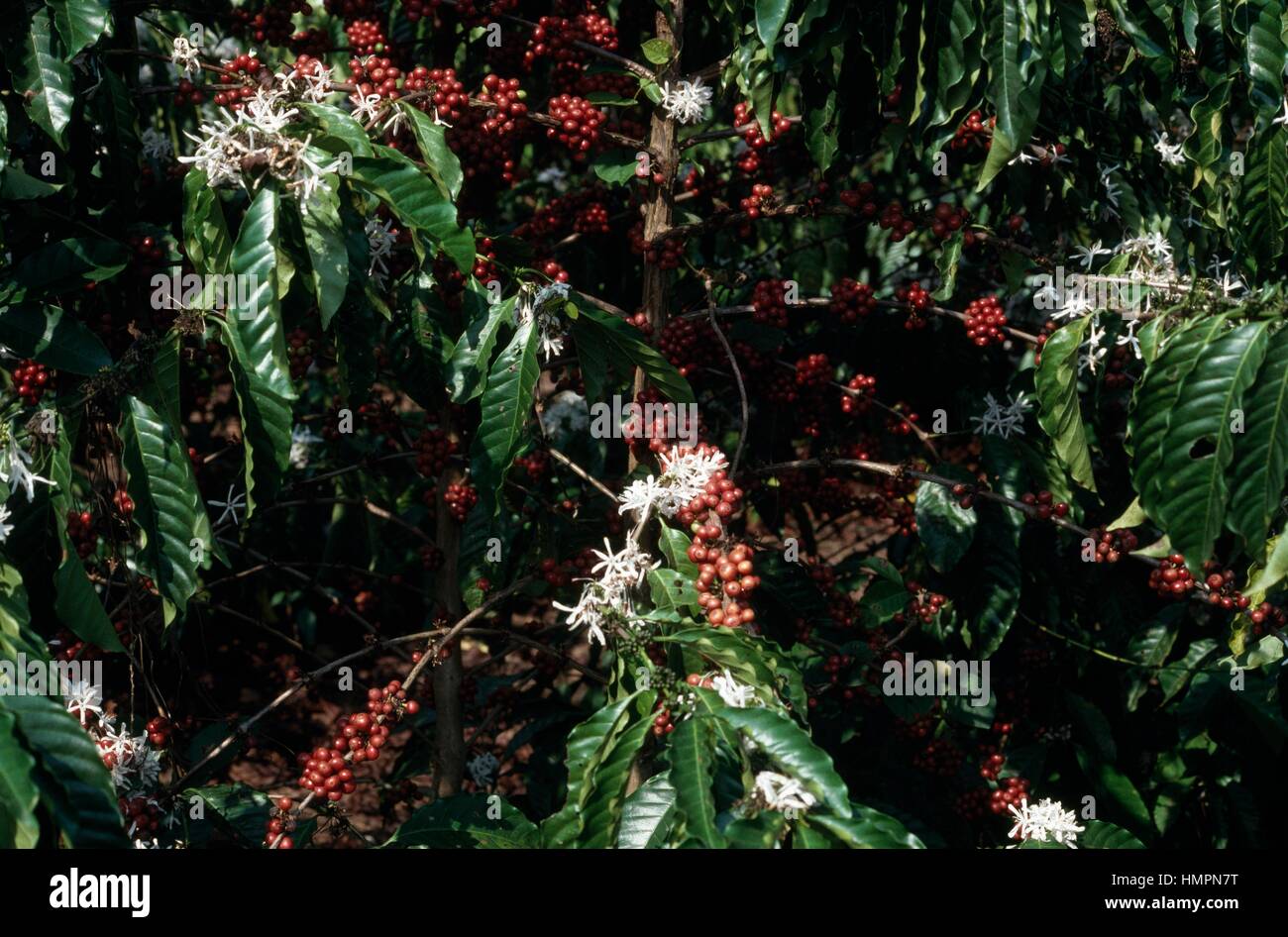 Coffee shrub hi-res stock photography and images - Alamy