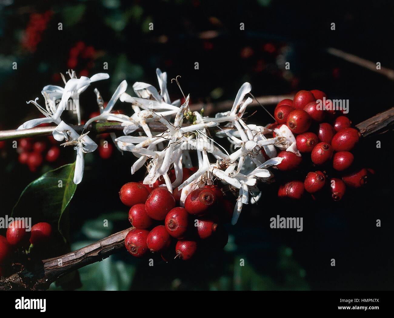 Robusta Coffee flowers and mature drupes (Coffea robusta), Rubiaceae ...