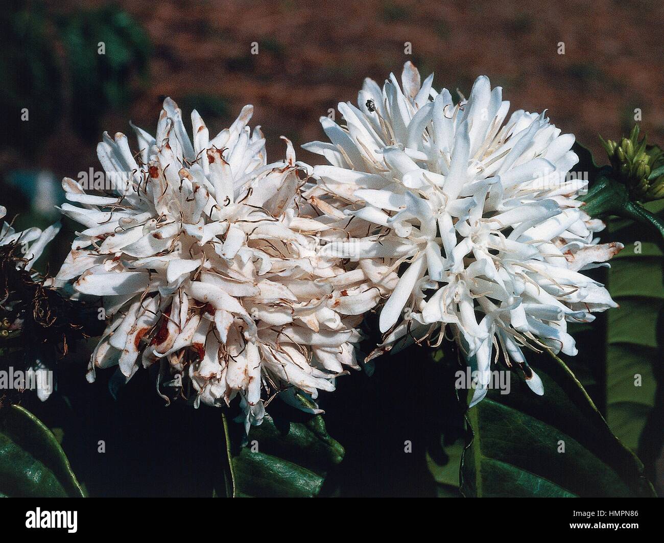 Flowers of the coffee plant (Coffea robusta), Rubiaceae, Togo Stock ...