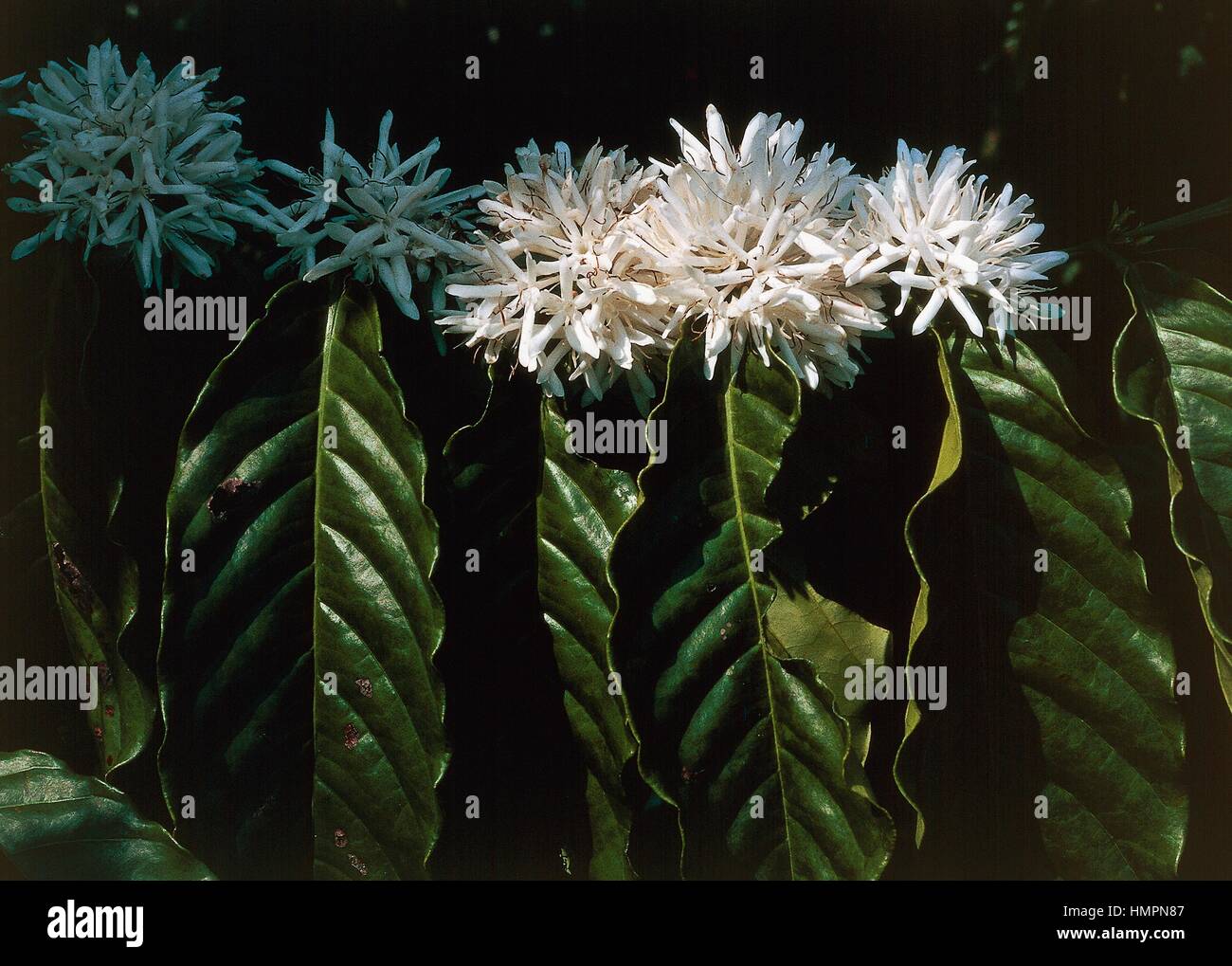 Leaves and flowers of coffee plant (Coffea robusta), Rubiaceae, Togo ...
