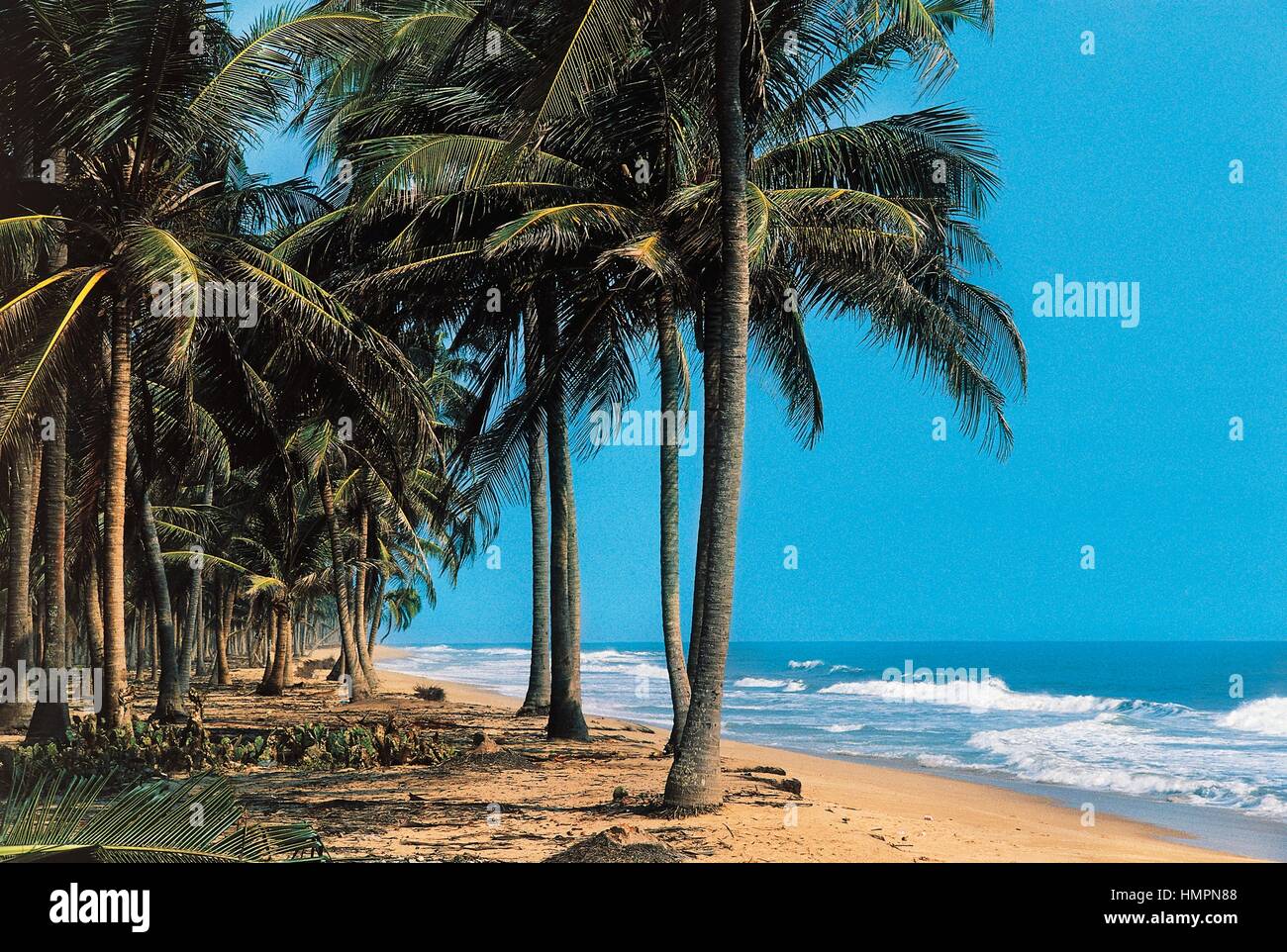 Beach with Coconut Palms (Cocos nucifera), Arecaceae, presso Cotonou ...