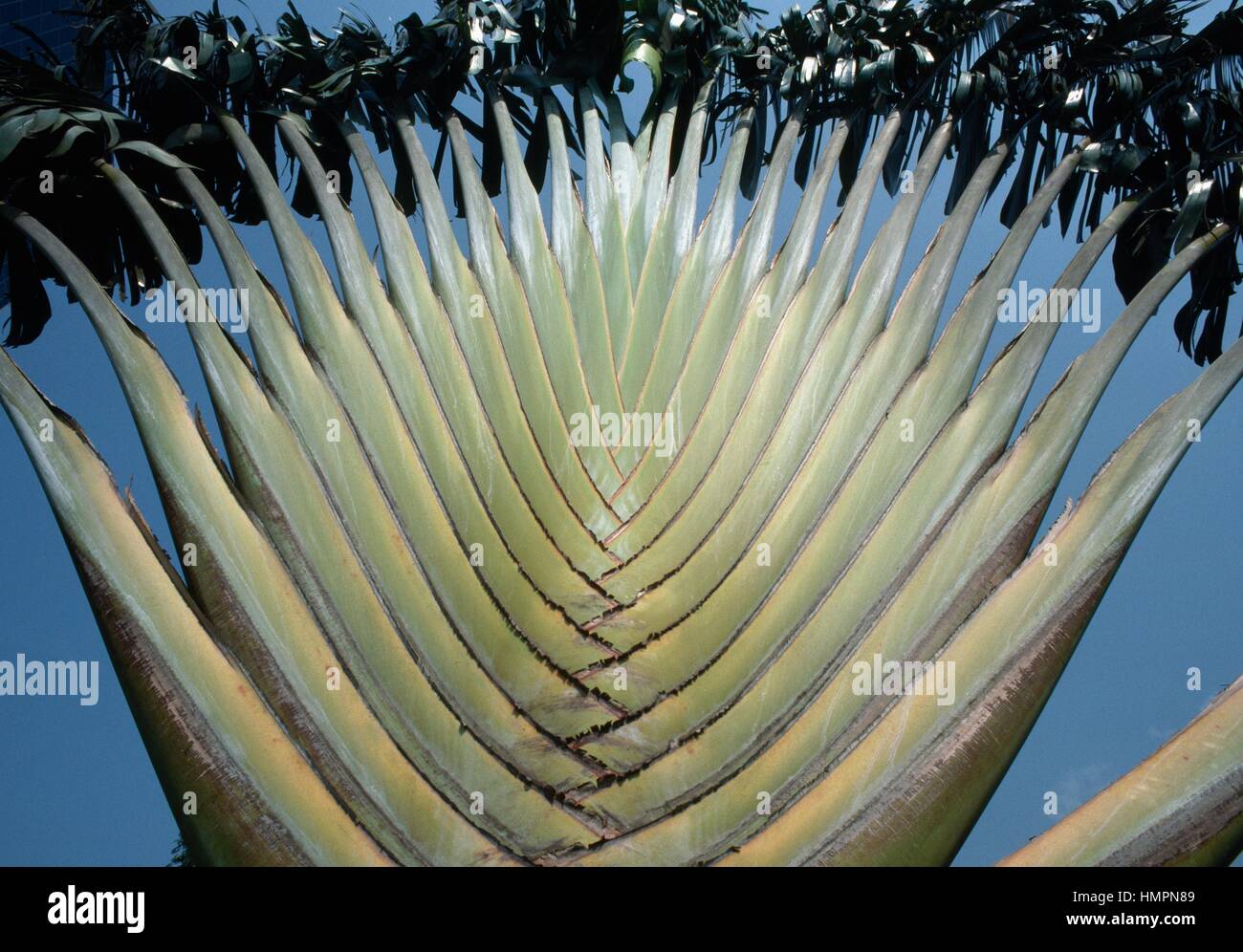 Traveller's Tree or Traveller's Palm (Ravenala madagascariensis ...