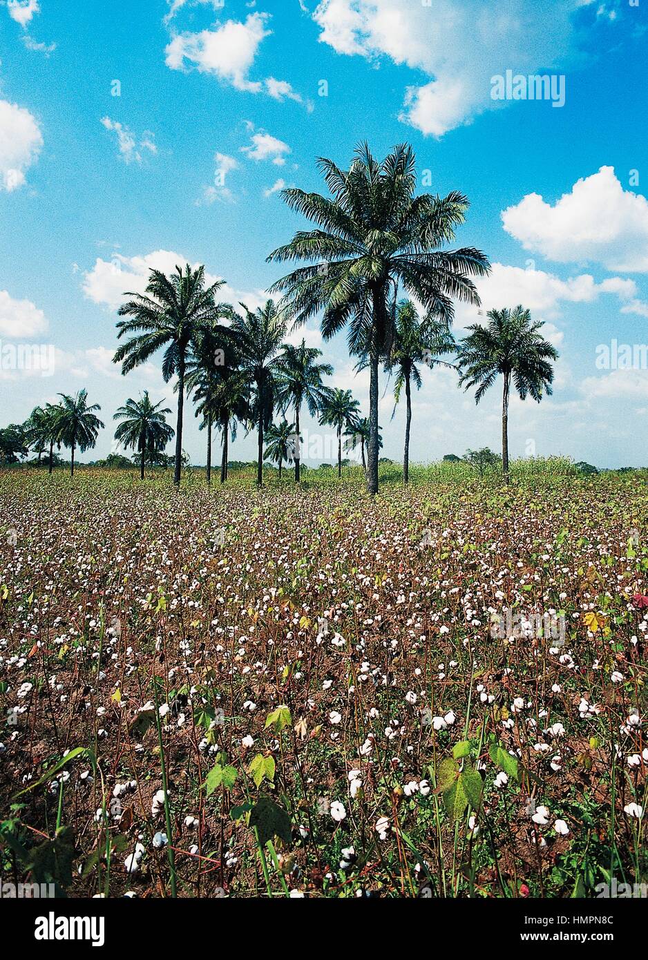 Cotton tree trees hi-res stock photography and images - Alamy