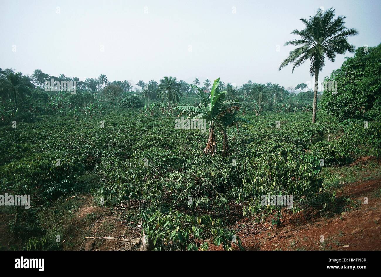 Coffee plantation (Coffea robusta) in the area south of Bafoussam ...