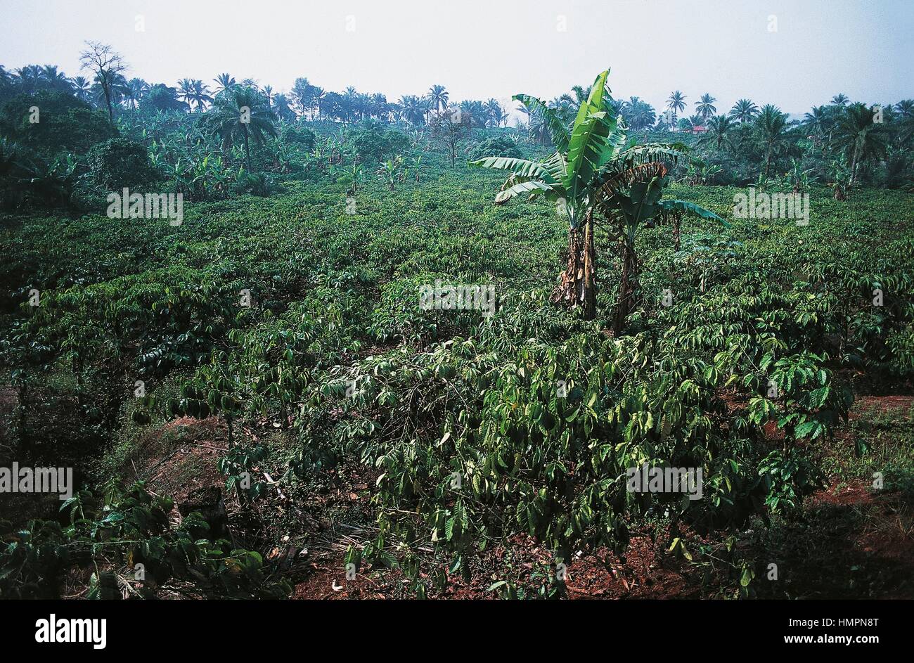Coffee plantation (Coffea robusta), Cameroon Stock Photo - Alamy