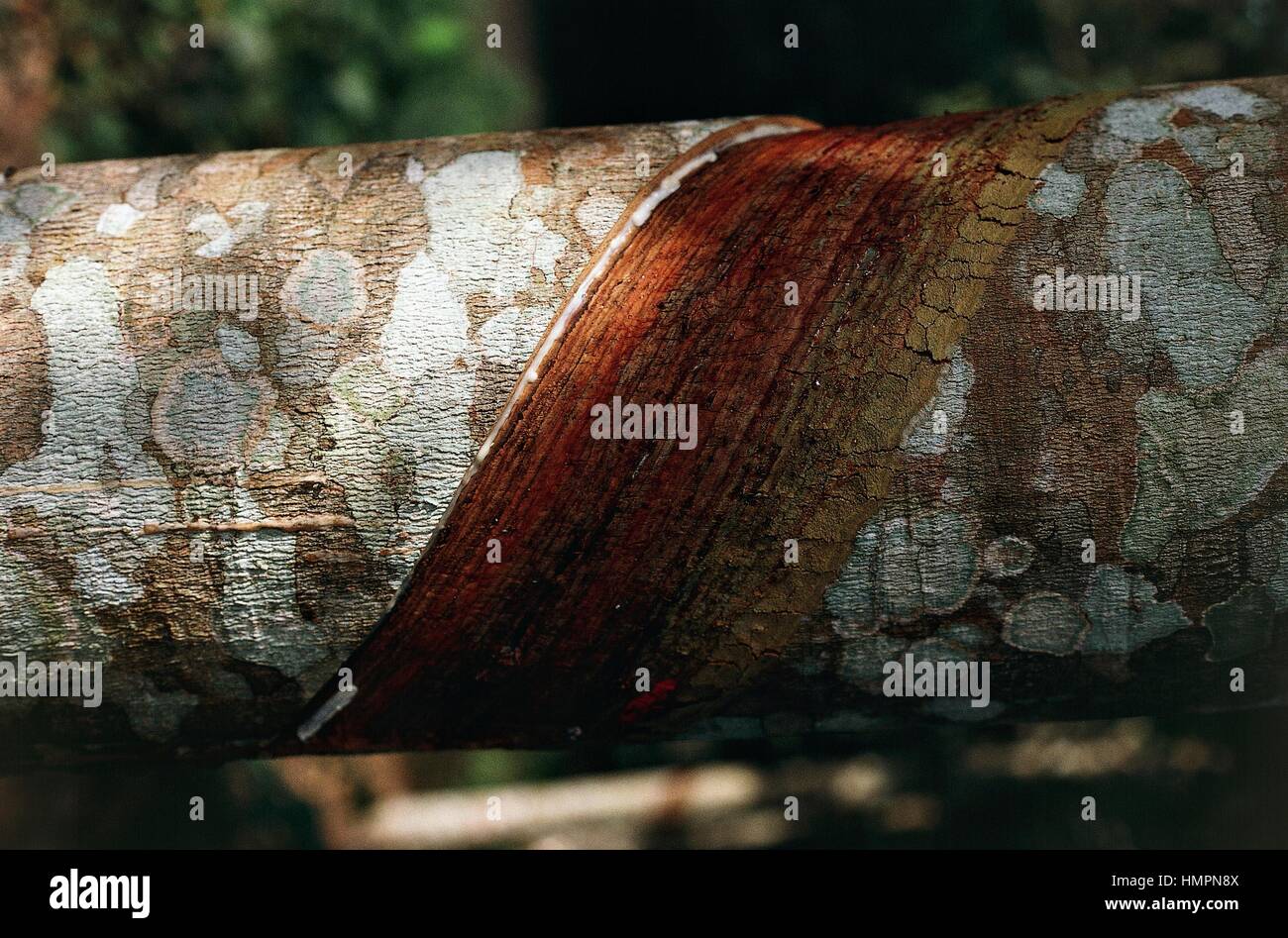 Cut trunk of Para' rubber tree (Hevea brasiliensis), Euforbiaceae ...