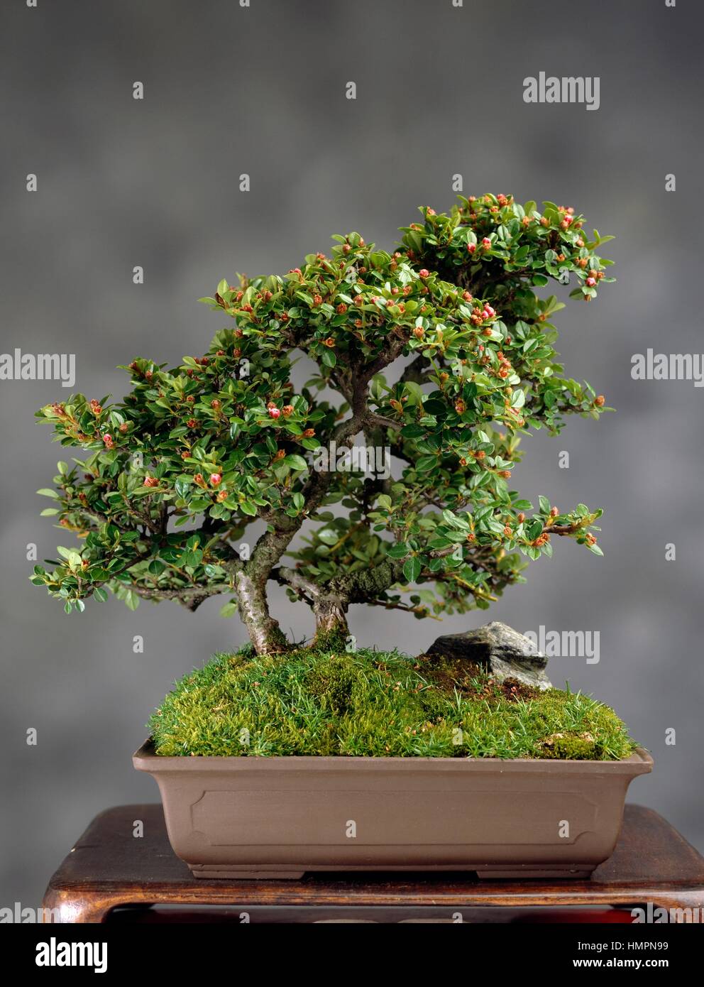 Cotoneaster bonsai hi-res stock photography and images - Alamy
